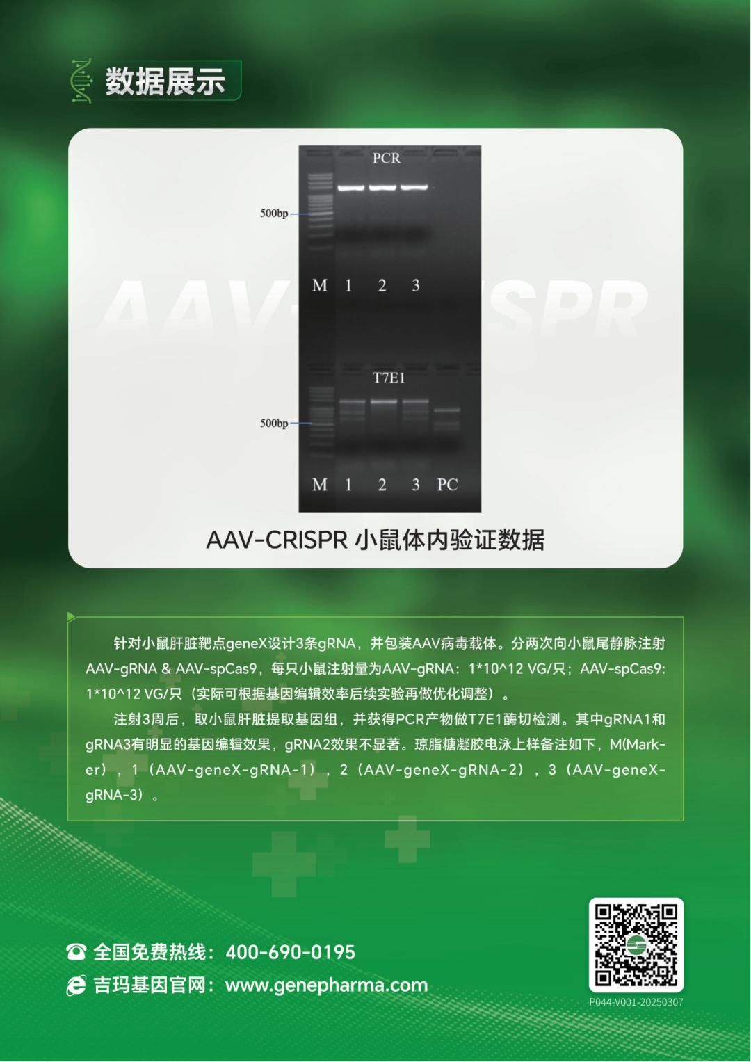 AAV-CRISPR体内基因编辑利器医药新闻-ByDrug-一站式医药资源共享中心-医药魔方