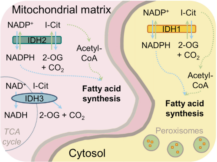 当肿瘤代谢遇见表观遗传调控—IDH突变肿瘤的靶向治疗(二)医药新闻-ByDrug-一站式医药资源共享中心-医药魔方