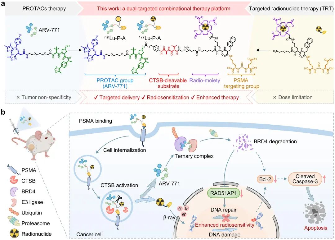 核药+PROTAC！双靶分子协同抗癌 | 中科大JACS医药新闻-ByDrug-一站式医药资源共享中心-医药魔方