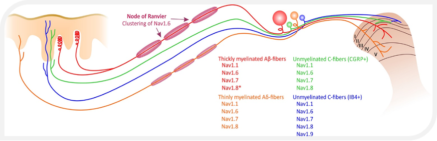 Vertex暴涨13%步入千亿club：VX548美国鸦片危机的解药！医药新闻-ByDrug-一站式医药资源共享中心-医药魔方