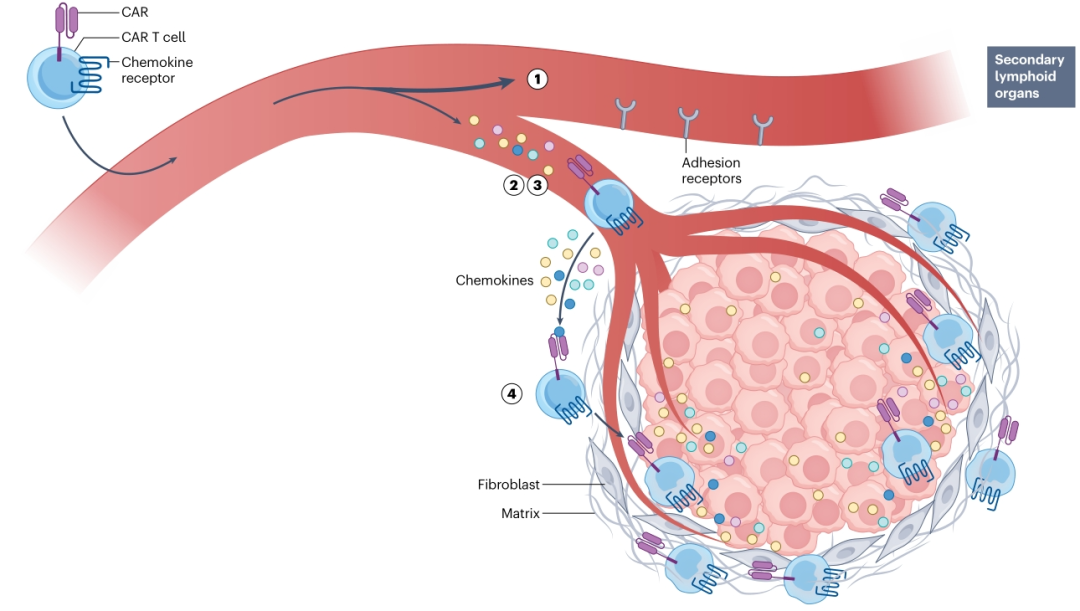 实体瘤的CAR-T细胞治疗：关键的经验教训医药新闻-ByDrug-一站式医药资源共享中心-医药魔方