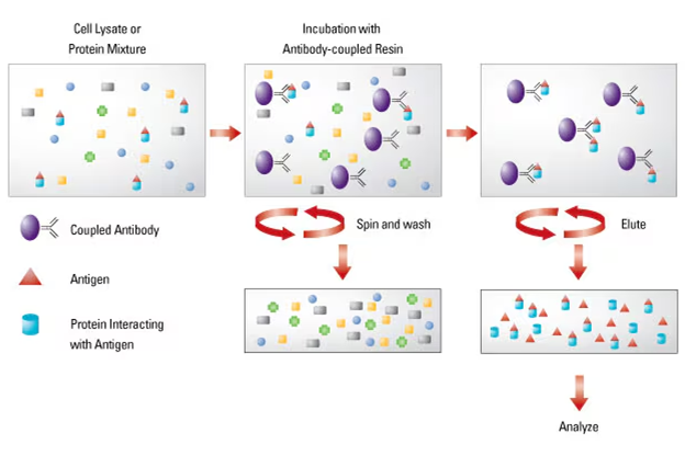 分子互作干货2丨Co-IP实验指南及常见问题医药新闻-ByDrug-一站式医药资源共享中心-医药魔方