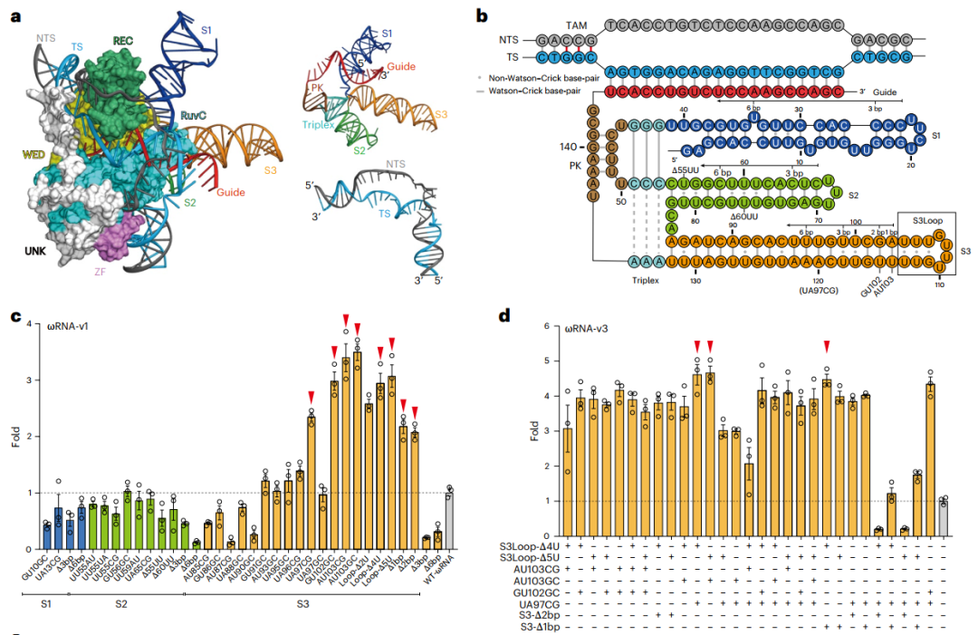 Nat Chem Biol | 利用AlphaFold3将Fanzor系统工程化，实现高效哺乳动物基因编辑医药新闻-ByDrug-一站式医药 ...