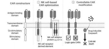 CAR-NK细胞疗法的优化改造策略（一）医药新闻-ByDrug-一站式医药资源共享中心-医药魔方