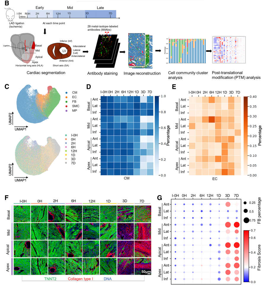 Circulation Research | IMC 助力心脏缺血再灌注损伤的空间蛋白研究医药新闻-ByDrug-一站式医药资源共享中心-医药魔方