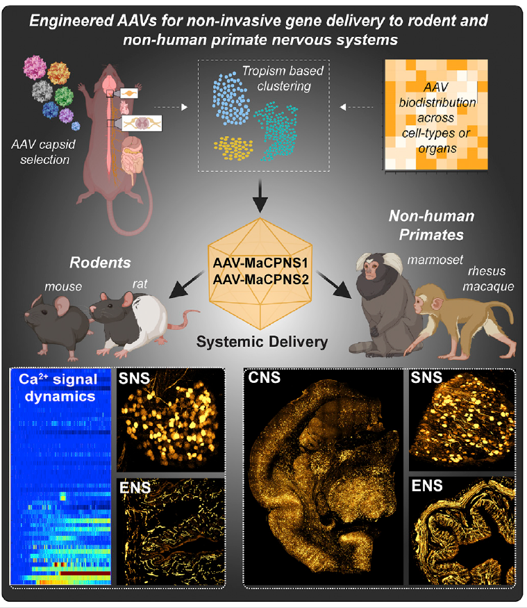 一针注射，静脉到脑 | 跨血脑屏障AAV载体总结医药新闻-ByDrug-一站式医药资源共享中心-医药魔方