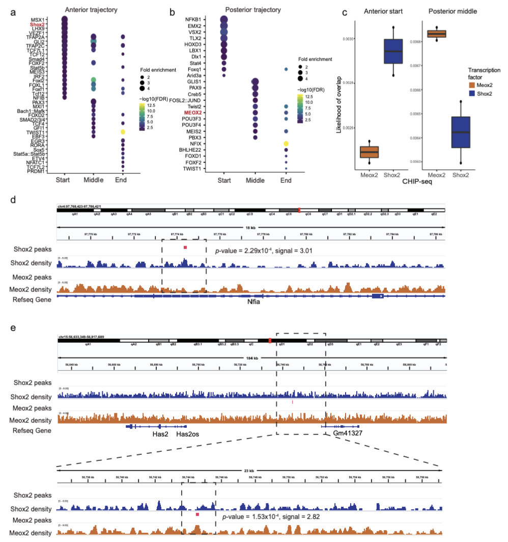 NC|单细胞ATAC-seq揭示小鼠次级腭发育医药新闻-ByDrug-一站式医药资源共享中心-医药魔方