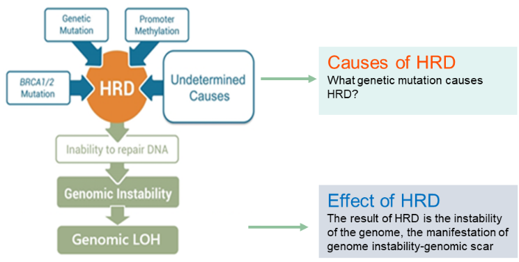 国内首个商用HRD状态检测产品-FoundationOne CDx助力卵巢癌精准治疗步入HRD时代医药新闻-ByDrug-一站式医药资源共享 ...