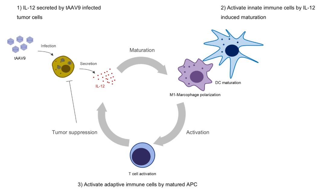 Molecular Therapy Oncology｜精准肿瘤组织靶向AAV载体在免疫治疗中的新尝试医药新闻-ByDrug-一站式医药资源共享中心-医药魔方