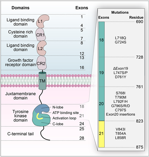 EGFR新药研发：进化无止境医药新闻-ByDrug-一站式医药资源共享中心-医药魔方