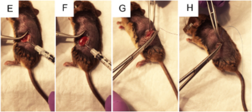 吉玛AAV研究指南-肾脏篇医药新闻-ByDrug-一站式医药资源共享中心-医药魔方