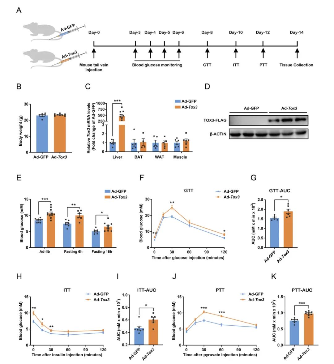 再取进展 | 山大生殖健康团队揭示PCOS易感基因TOX3的致病机制医药新闻-ByDrug-一站式医药资源共享中心-医药魔方