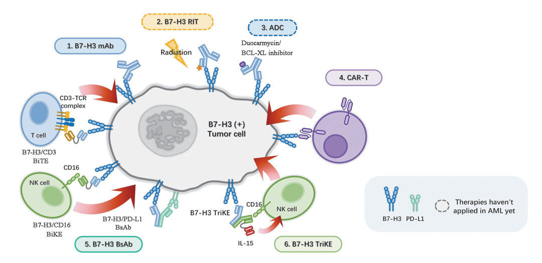 靶点B7-H3:从基础研究到临床转化的进展汇总医药新闻-ByDrug-一站式医药资源共享中心-医药魔方