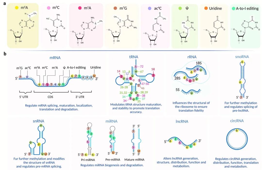 表观遗传系列干货4丨RNA甲基化如何改写生命剧本医药新闻-ByDrug-一站式医药资源共享中心-医药魔方