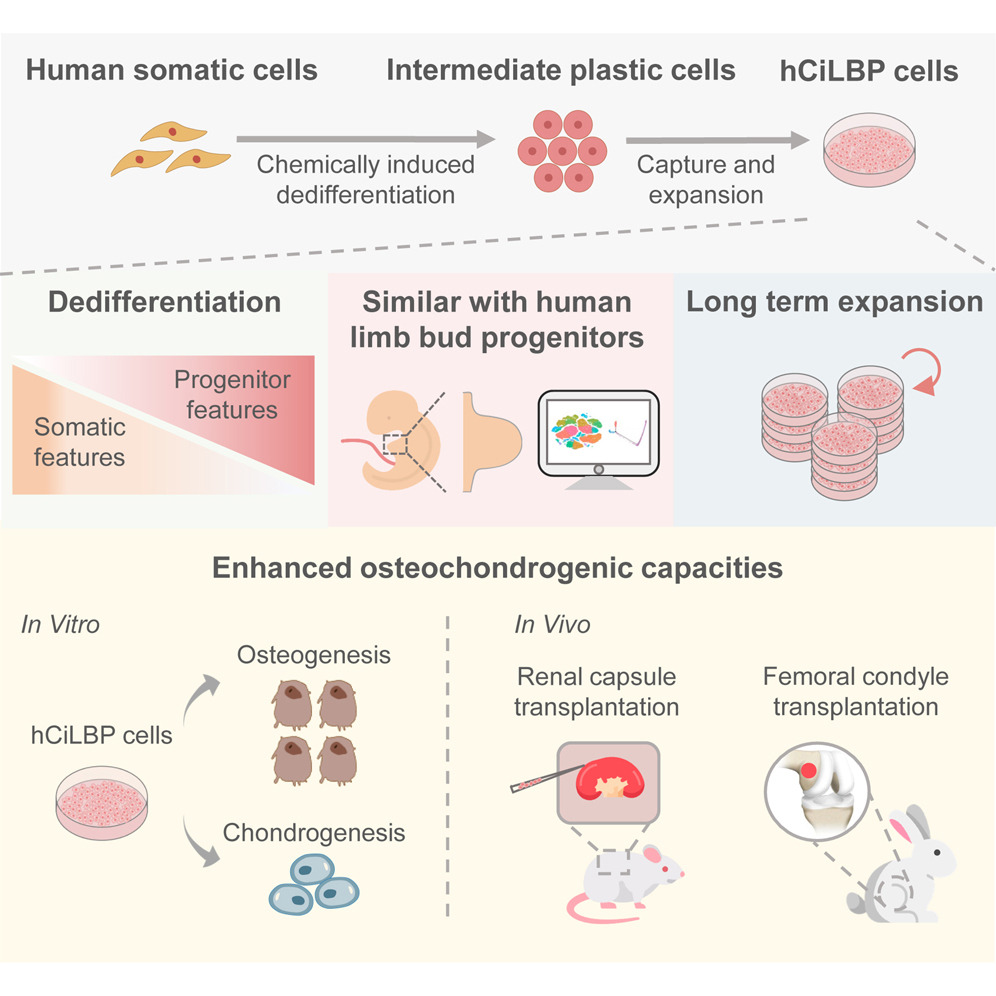 Cell Stem Cell | 化学重编程技术迎来新突破，成功获得可大规模扩增的人胚胎肢芽样细胞医药新闻-ByDrug-一站式医药资源共享中心-医药魔方