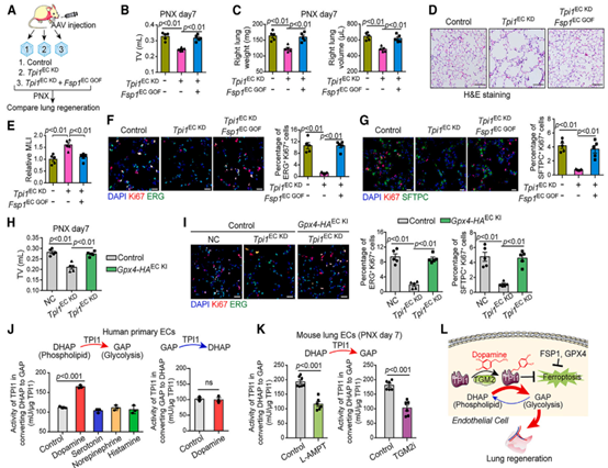 Cell Met丨TPI1多巴胺化可促进肺再生并抑制肺纤维化医药新闻-ByDrug-一站式医药资源共享中心-医药魔方