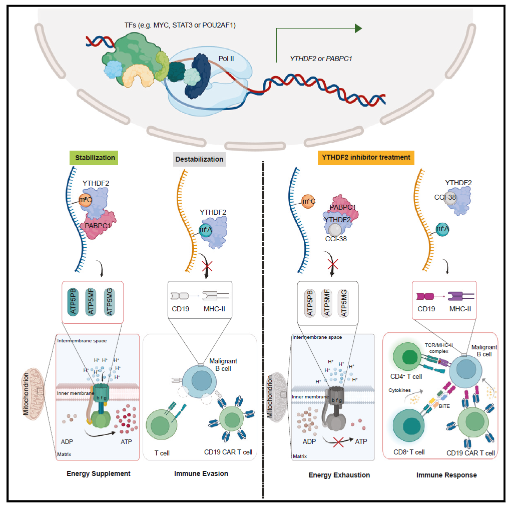 Cell突破：“点燃”CAR-T，新靶点来了医药新闻-ByDrug-一站式医药资源共享中心-医药魔方