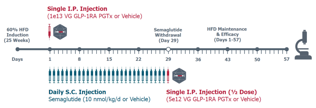 “一次性”GLP-1基因疗法！可阻止司美格鲁肽停药反弹医药新闻-ByDrug-一站式医药资源共享中心-医药魔方