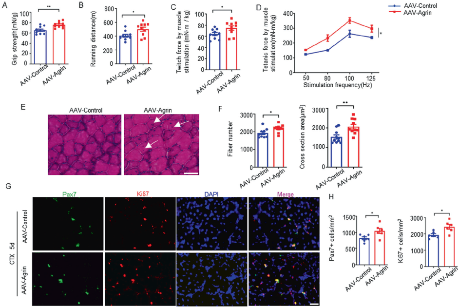 【on-target】AAV感染肌肉 | 血清型·启动子·注射用量 | 一篇就GO了！医药新闻-ByDrug-一站式医药资源共享中心-医药魔方
