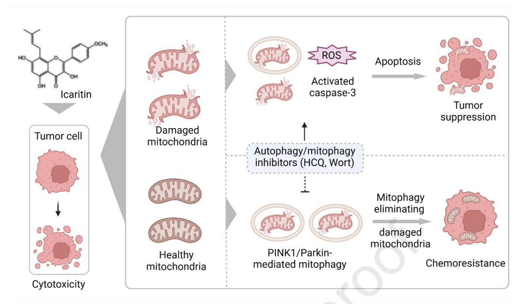 机制明晰：阿可拉定诱导肝癌线粒体自噬-细胞凋亡，发挥抗HCC作用医药新闻-ByDrug-一站式医药资源共享中心-医药魔方