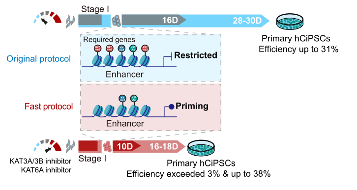 中国科学家取得重要突破，最快10天诱导生成人iPS细胞医药新闻-ByDrug-一站式医药资源共享中心-医药魔方