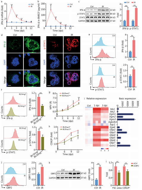 MMR-揭示放射损伤后骨髓巨核细胞的作用与机制医药新闻-ByDrug-一站式医药资源共享中心-医药魔方