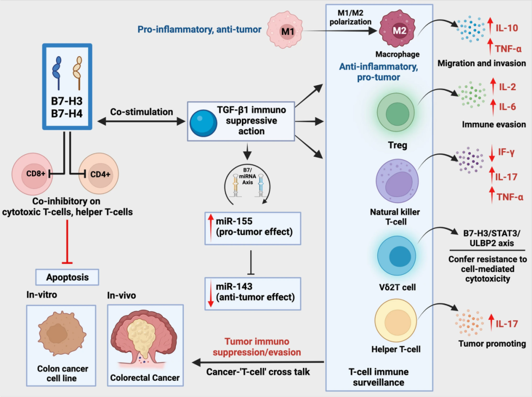 靶点B7-H3:从基础研究到临床转化的进展汇总医药新闻-ByDrug-一站式医药资源共享中心-医药魔方