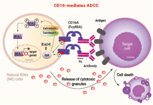 无需NK培养，无需细胞裂解，ADCC/ADCP效应检测如此简单医药新闻-ByDrug-一站式医药资源共享中心-医药魔方