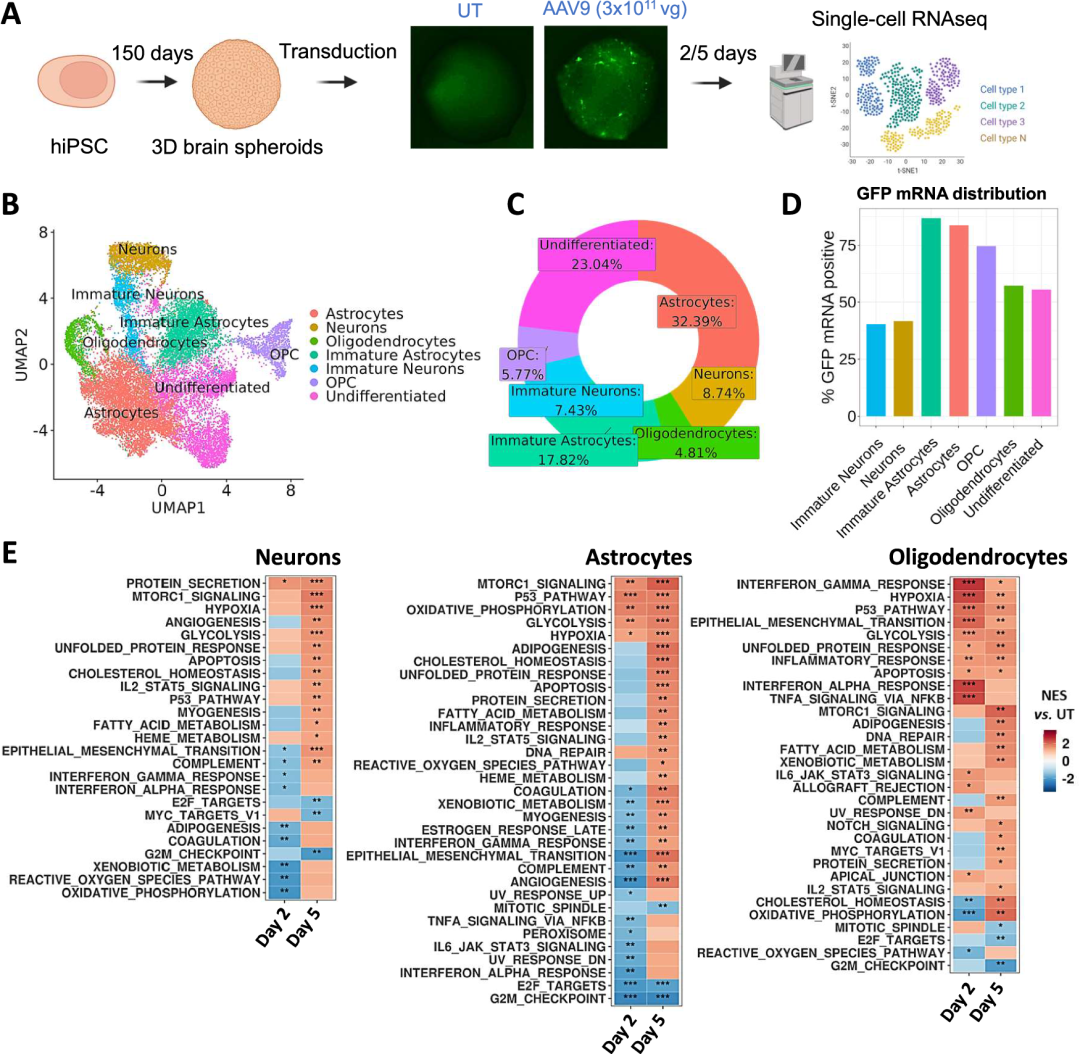 Nat Commun | AAV基因治疗在CNS中引发的剂量依赖性不良事件与DNA损伤反应依赖性促炎信号传导有关医药新闻-ByDrug-一站式医药资源共享中心-医药魔方