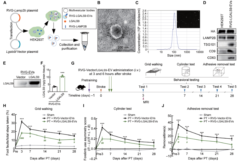 Sci Transl Med | 东南大学姚红红教授团队揭示LGALS9-CD44信号通路在卒中后脑修复中的重要作用医药新闻-ByDrug-一 ...