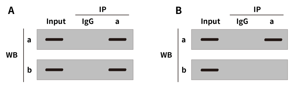 分子互作干货丨免疫沉淀（IP）技术详解医药新闻-ByDrug-一站式医药资源共享中心-医药魔方