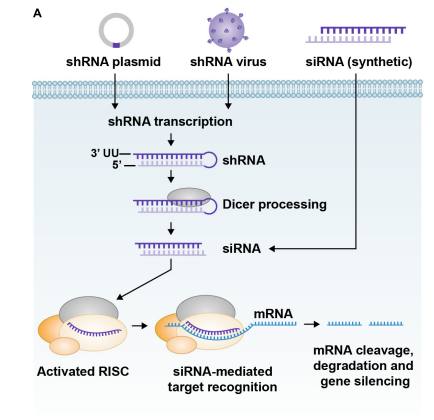RNA干扰 V.S 基因编辑医药新闻-ByDrug-一站式医药资源共享中心-医药魔方