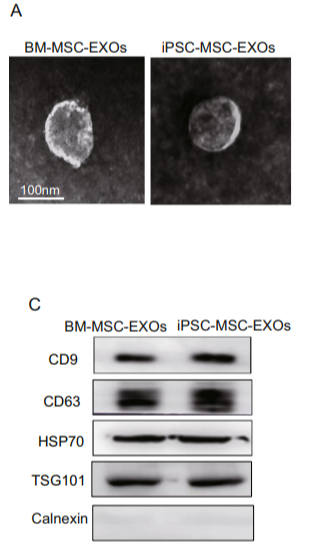 诺奖遇上干细胞，iPSC-MSC外泌体miRNA抑制细胞衰老改善药源性心肌病医药新闻-ByDrug-一站式医药资源共享中心-医药魔方
