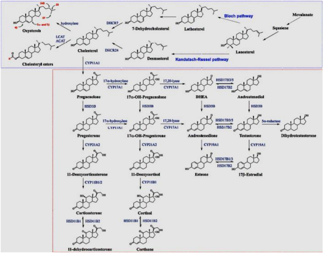 「新锐公司」优领医药：专注高度差异化竞争优势的小分子药物开发，新型CYP11A1抑制剂ACE-232获批临床医药新闻-ByDrug-一站式医药 ...