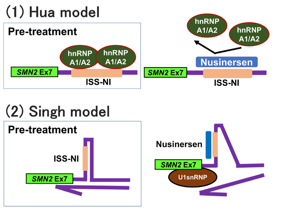 2024年最强RNAi产品：Q1大卖24亿元！医药新闻-ByDrug-一站式医药资源共享中心-医药魔方