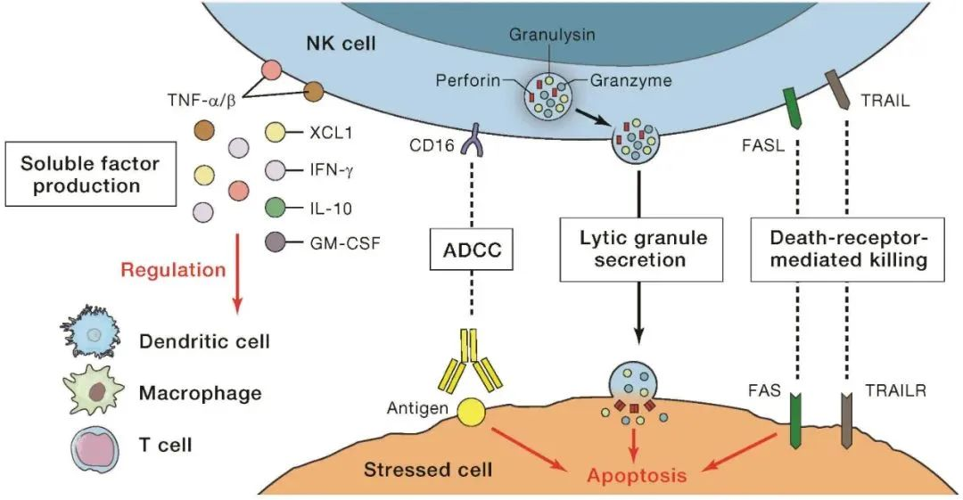 盘点NK细胞疗法多重亮点，实现解决方案持续创新医药新闻-ByDrug-一站式医药资源共享中心-医药魔方