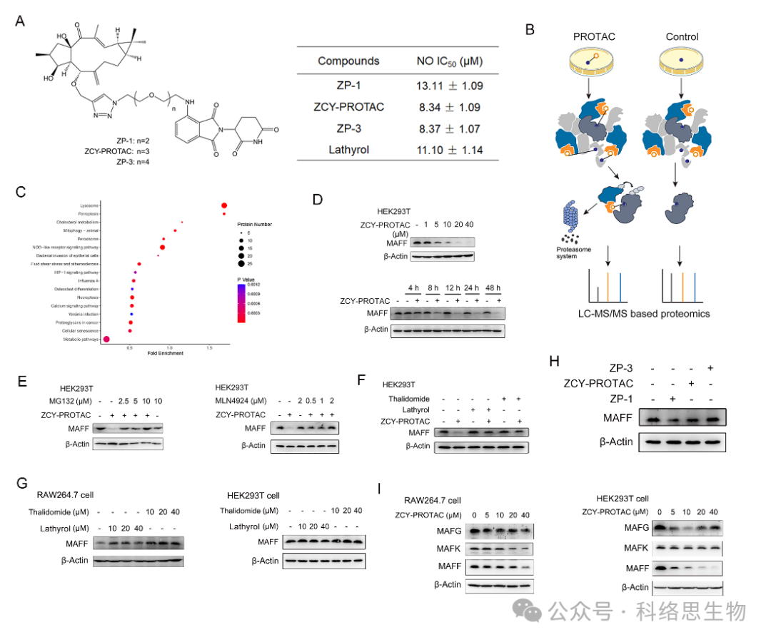 超越传统方法：PROTAC技术开启中药及天然产物靶点鉴定新途径医药新闻-ByDrug-一站式医药资源共享中心-医药魔方