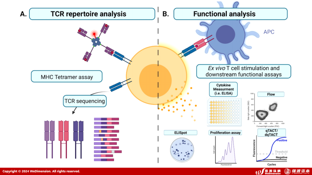 TCR疗法行业研究报告医药新闻-ByDrug-一站式医药资源共享中心-医药魔方