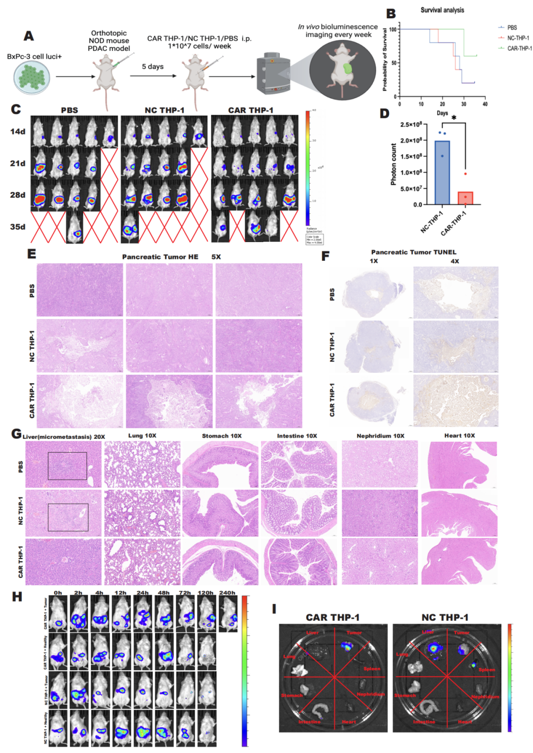 鲲石生物CAR-M治疗胰腺癌成果发布，安全有效！医药新闻-ByDrug-一站式医药资源共享中心-医药魔方