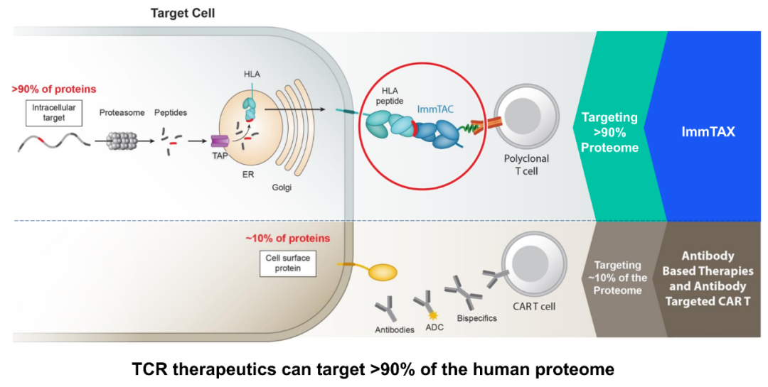 TCR疗法行业研究报告医药新闻-ByDrug-一站式医药资源共享中心-医药魔方