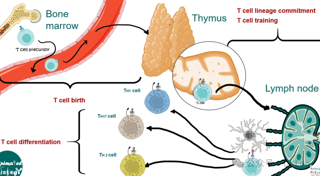 T细胞全家福：T细胞亚型医药新闻-ByDrug-一站式医药资源共享中心-医药魔方