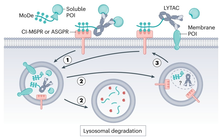 细胞外靶向蛋白降解：药物发现的新模式医药新闻-ByDrug-一站式医药资源共享中心-医药魔方