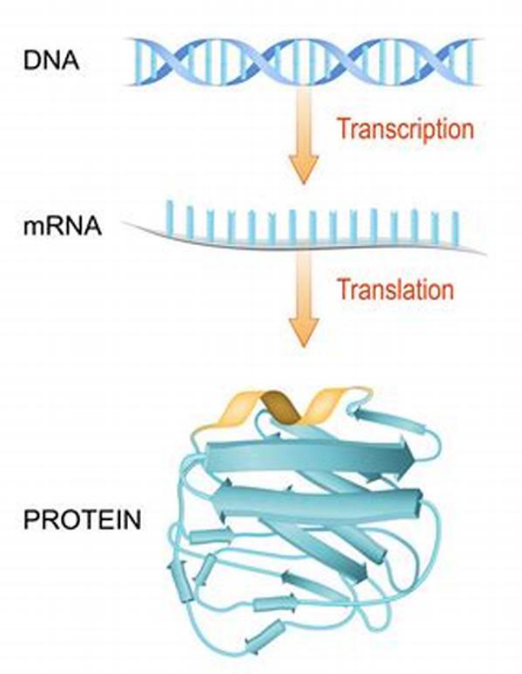 革新未来医疗：mRNA-LNP技术揭秘医药新闻-ByDrug-一站式医药资源共享中心-医药魔方