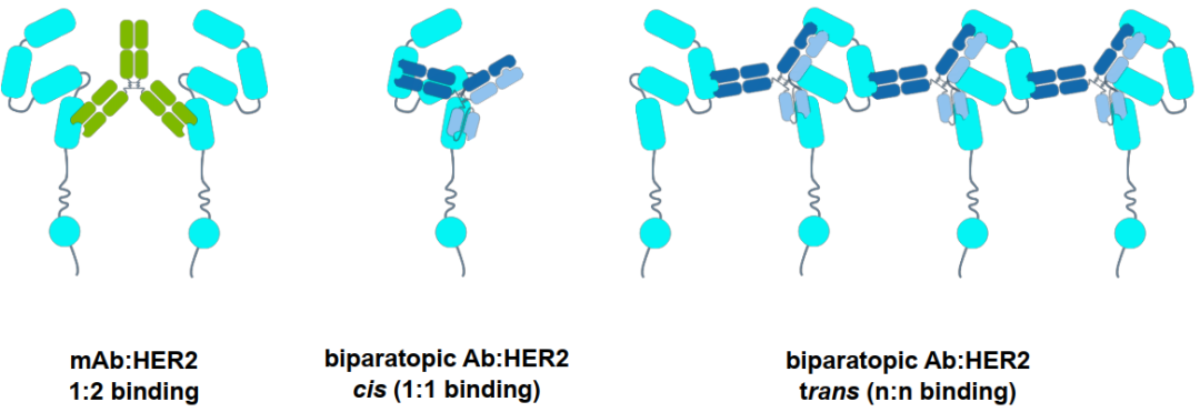新型双特异性抗体Zanidatamab结构设计及活性验证思路医药新闻-ByDrug-一站式医药资源共享中心-医药魔方