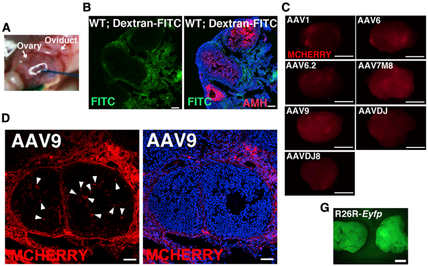 吉玛AAV研究指南-生殖系统篇医药新闻-ByDrug-一站式医药资源共享中心-医药魔方