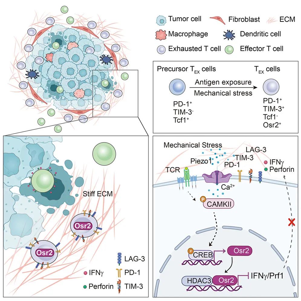 Cell：癌症免疫治疗新靶点——Osr2医药新闻-ByDrug-一站式医药资源共享中心-医药魔方