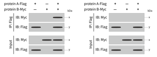 分子互作干货2丨Co-IP实验指南及常见问题医药新闻-ByDrug-一站式医药资源共享中心-医药魔方
