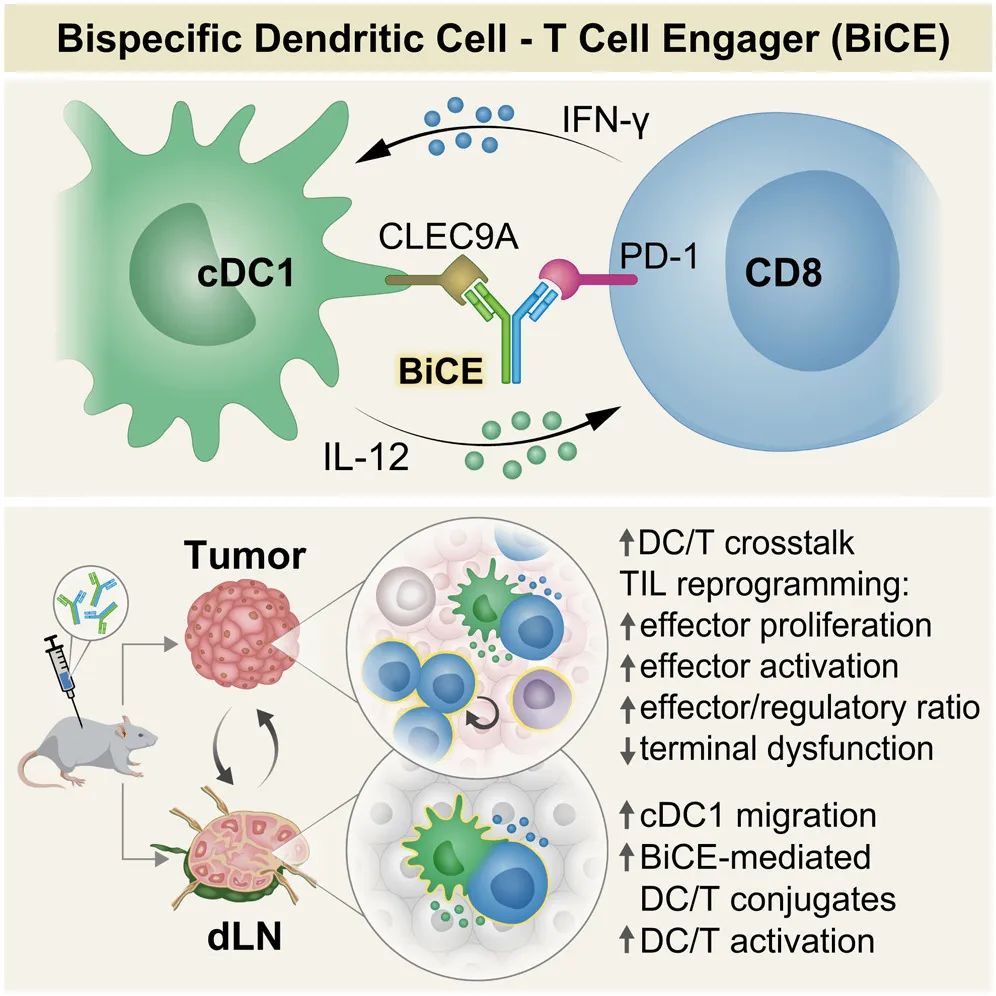 Cell：用双抗连接树突状细胞和T细胞，增强抗肿瘤免疫，防止癌症转移复发医药新闻-ByDrug-一站式医药资源共享中心-医药魔方