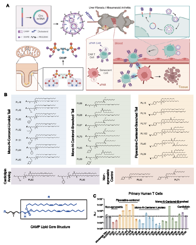 环码联合北大团队基于新型LNP和circRNA靶向脾脏和T细胞表达开发体内CAR-T疗法，促进炎症性衰老治疗医药新闻-ByDrug-一站式医药 ...