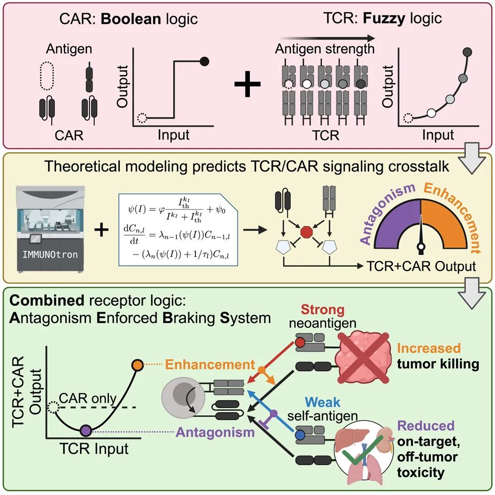 Cell：双剑合璧！新型TCR/CAR-T细胞疗法，精准打击肿瘤医药新闻-ByDrug-一站式医药资源共享中心-医药魔方